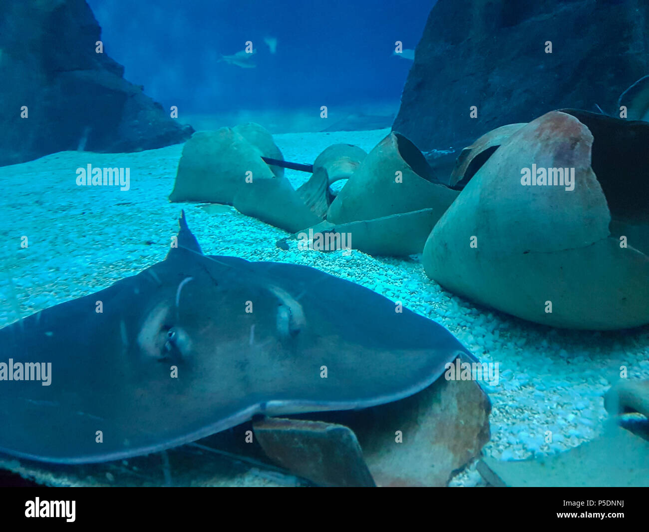 ray fish in aquarium Stock Photo - Alamy