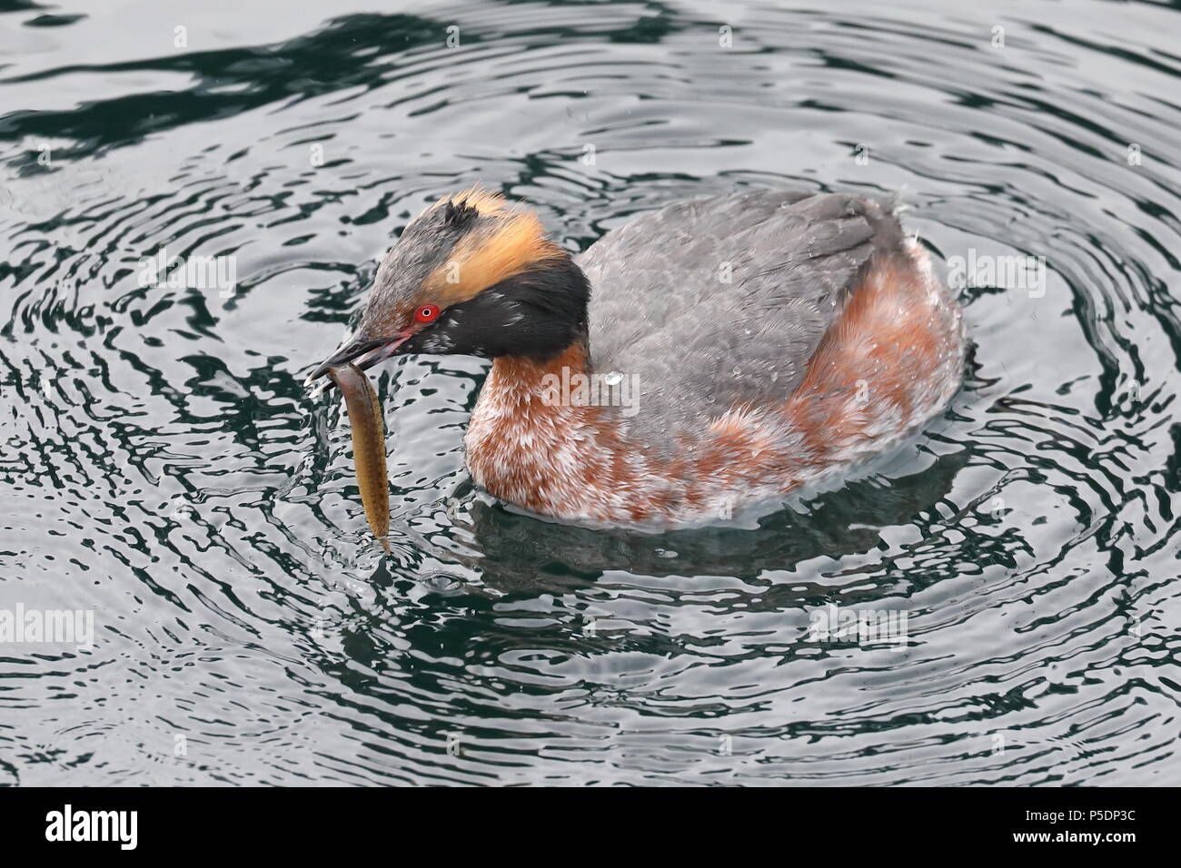 Horned Grebe entering breeding plumage Stock Photo - Alamy