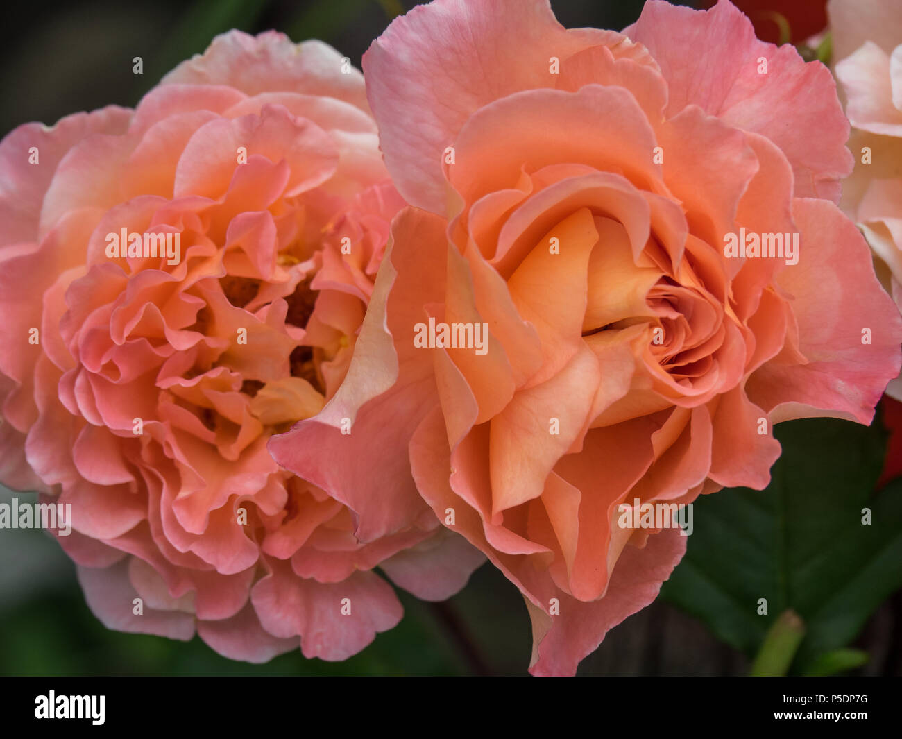 nice garden in germany Stock Photo - Alamy