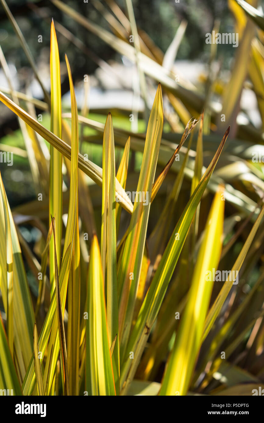 Flax plant hi-res stock photography and images - Alamy