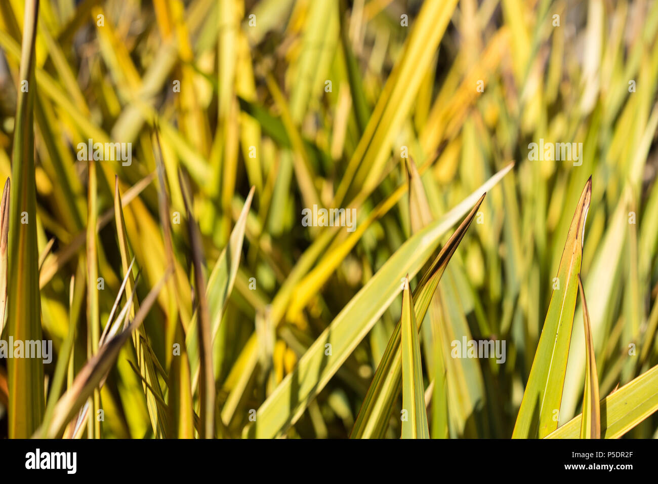 flax leaves from phormium agavaceae tanax, new zealand Stock Photo - Alamy