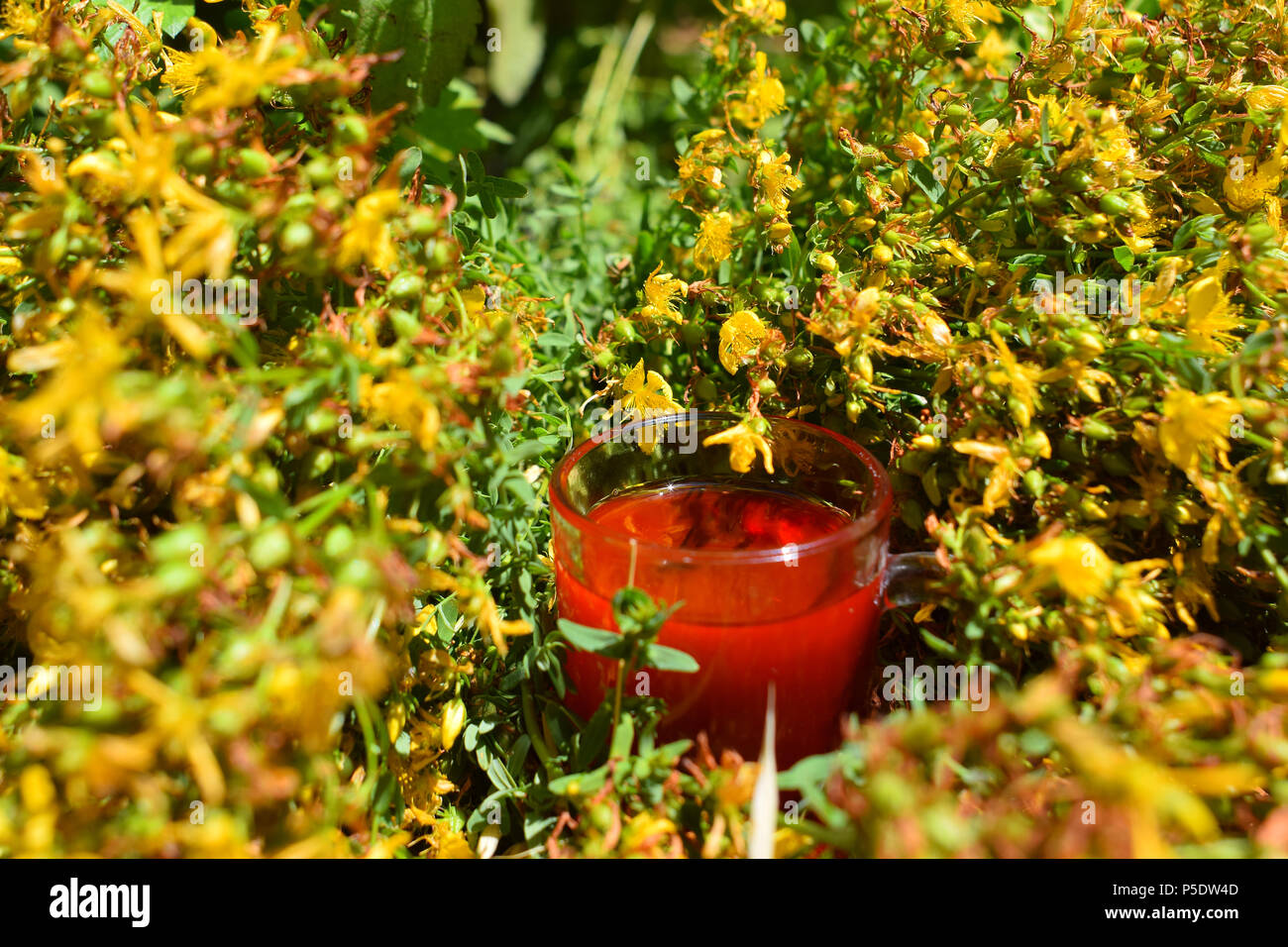 Hypericum perforatum oil hi-res stock photography and images - Alamy