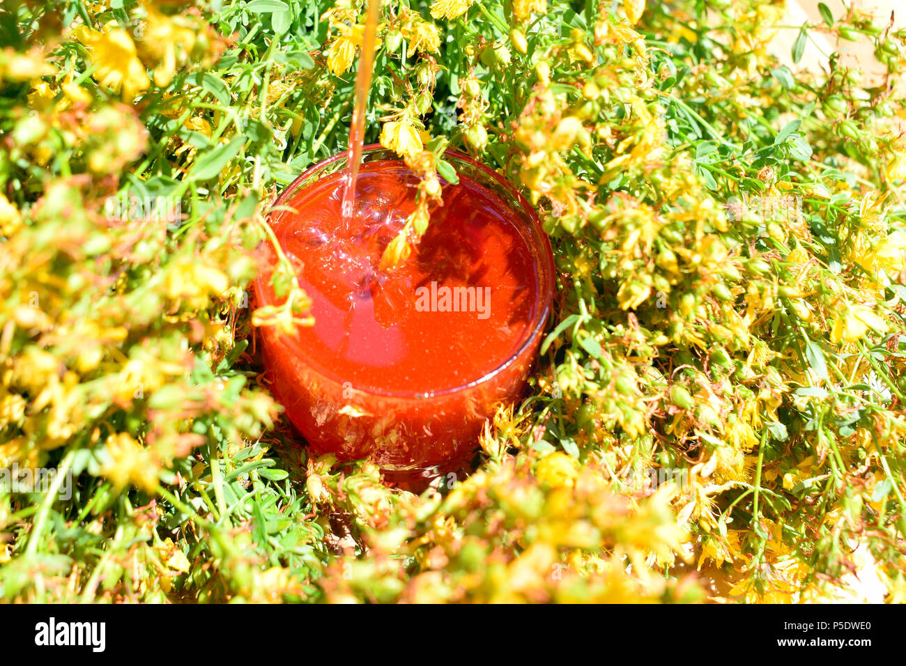 hypericum perforatum and cantarion oil Stock Photo - Alamy