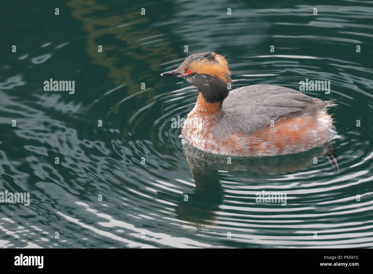 Horned Grebe entering breeding plumage Stock Photo - Alamy