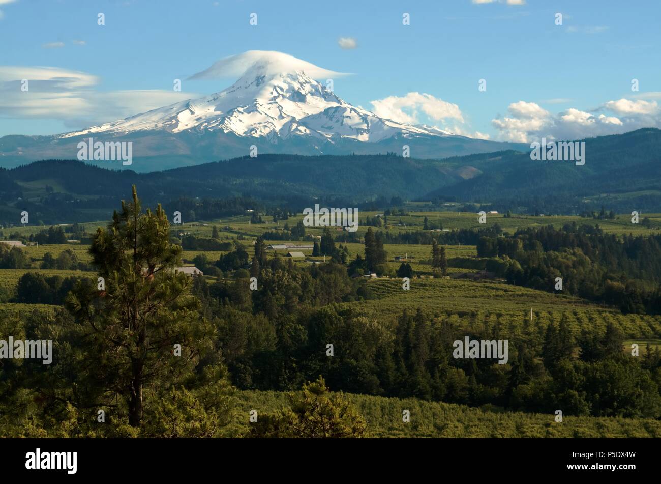 Mount Hood looming over the lush farmlands in the valley below known ...