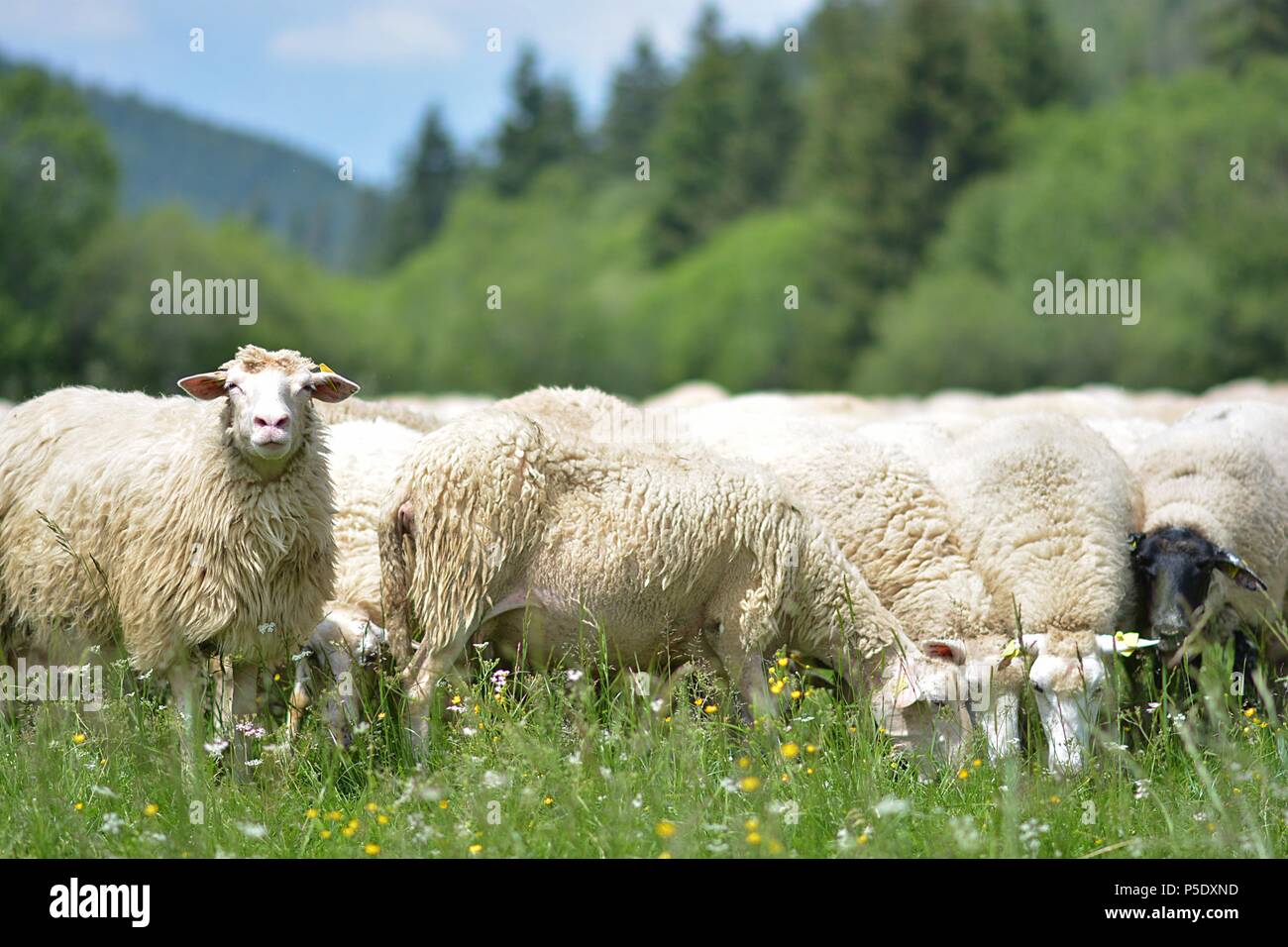 Green sheep farming wool hi-res stock photography and images - Alamy