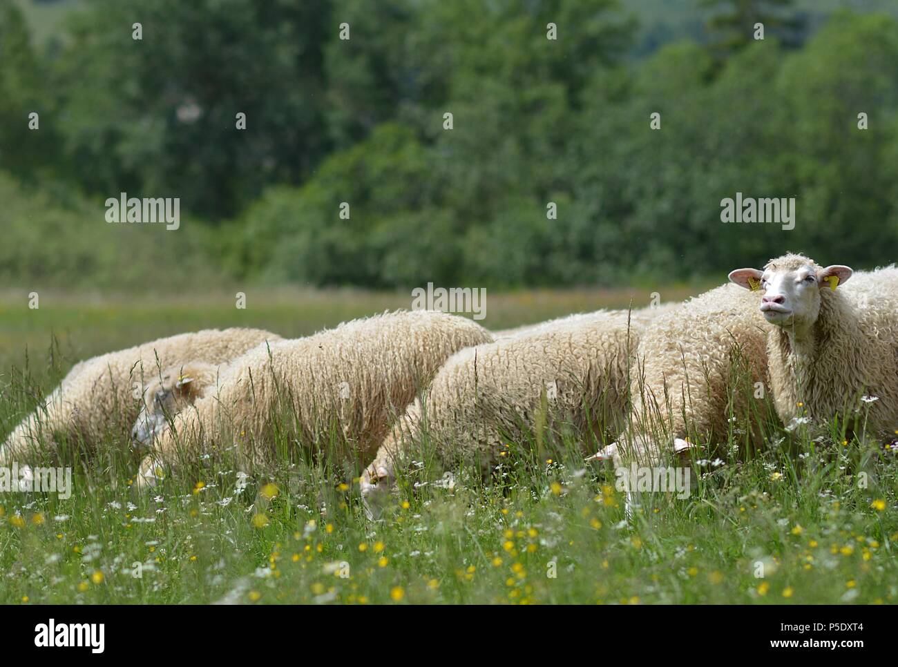 Sheep crosses hi-res stock photography and images - Alamy