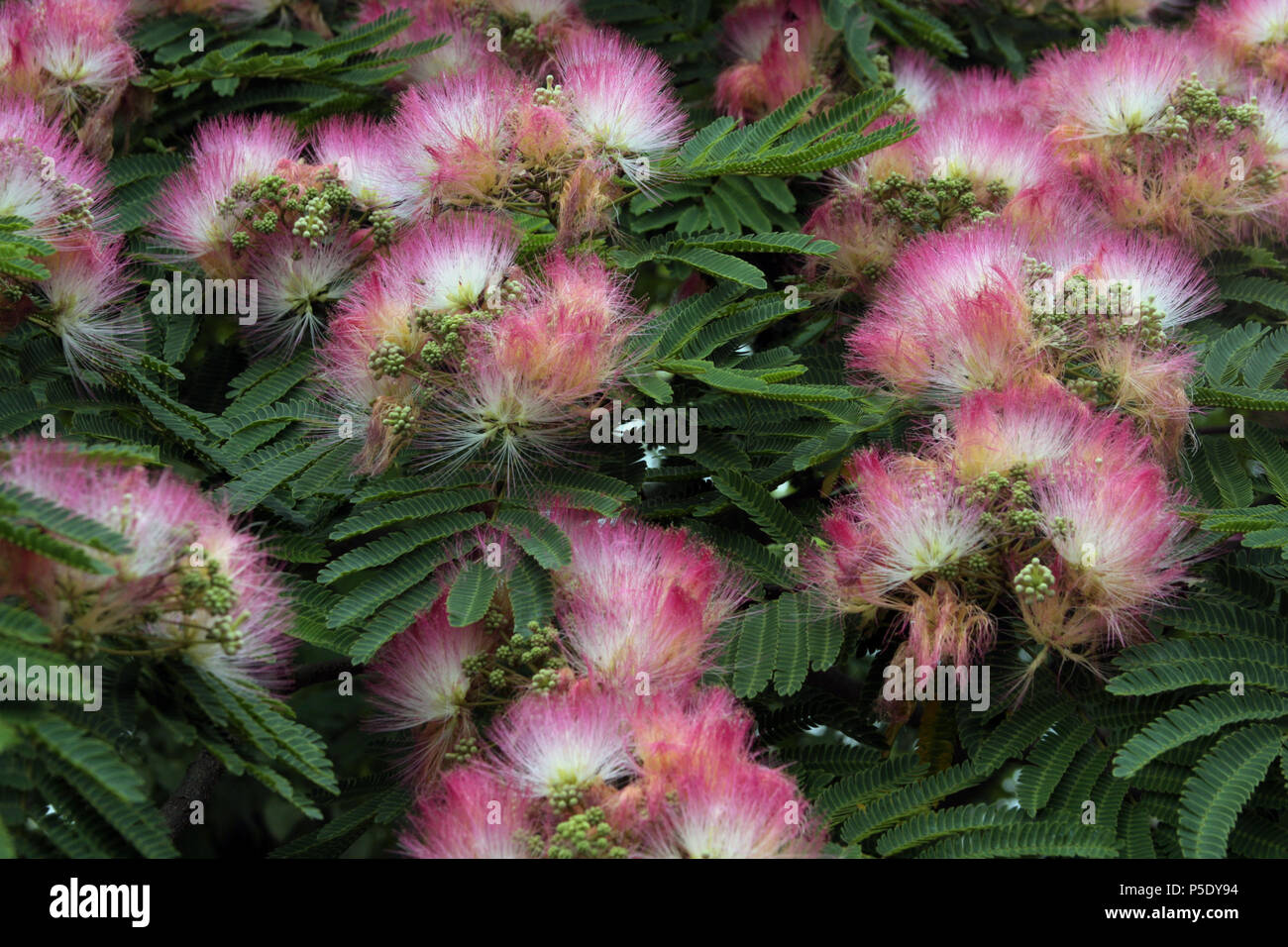 Persian silk tree leaves hi-res stock photography and images - Alamy