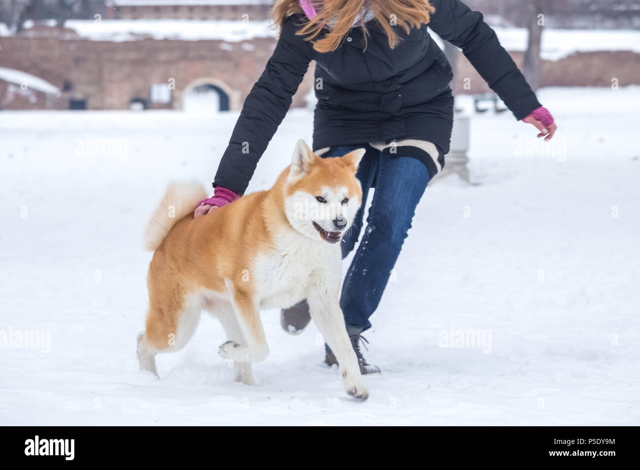 Female akita hi-res stock photography and images - Alamy