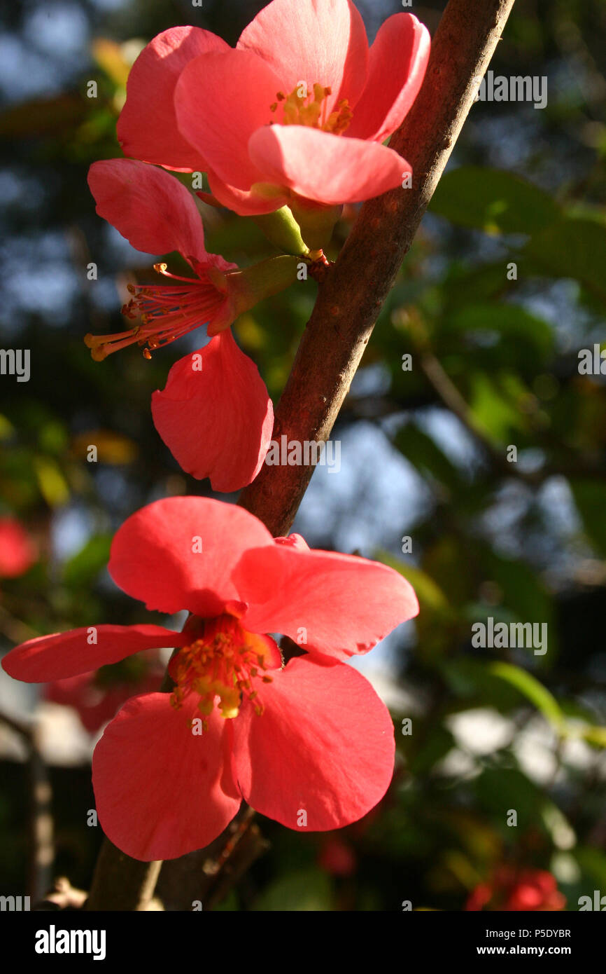 Close up of Flowering quince Stock Photo - Alamy