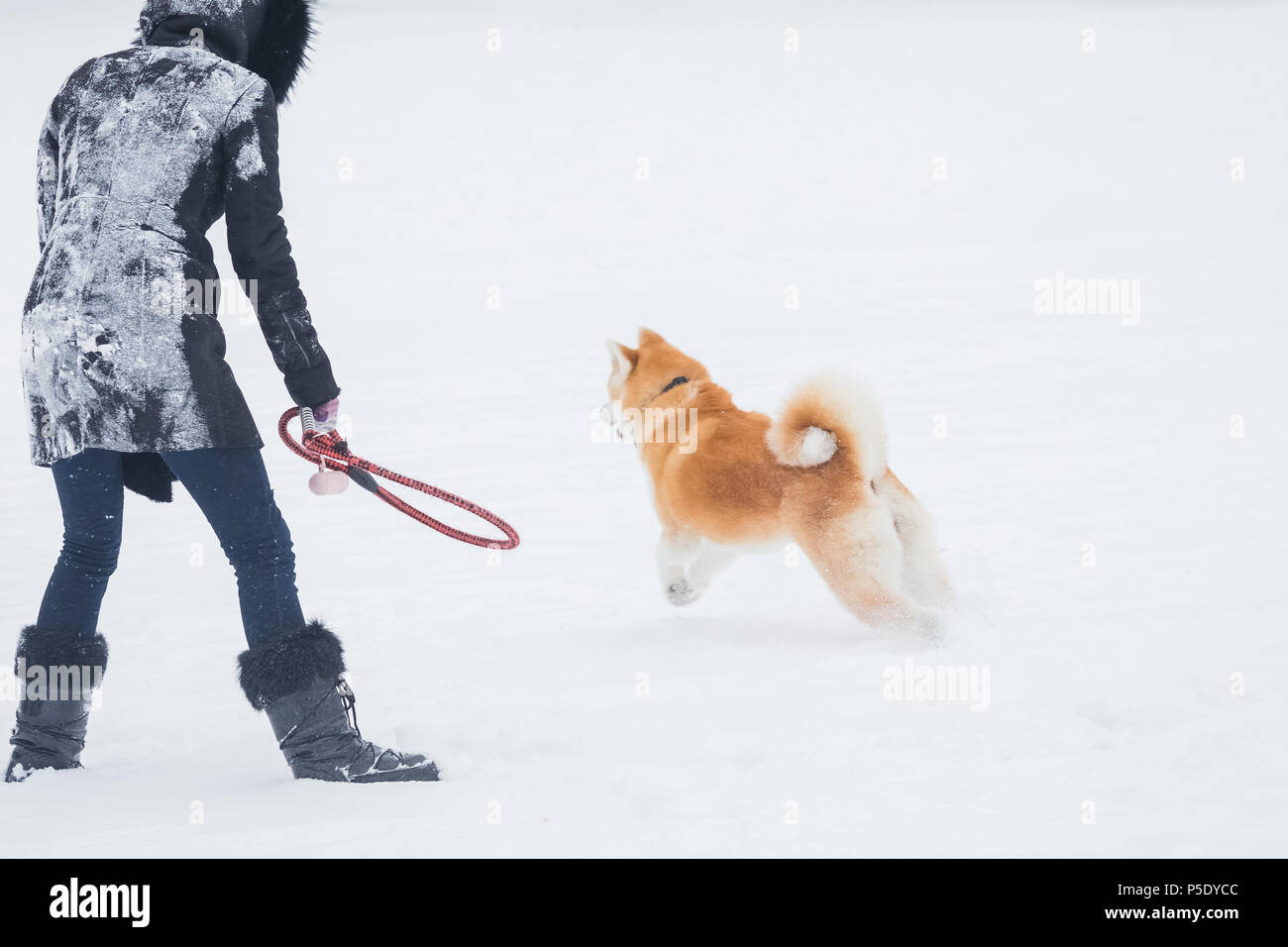 Akita dog running with its owner on snow Stock Photo - Alamy