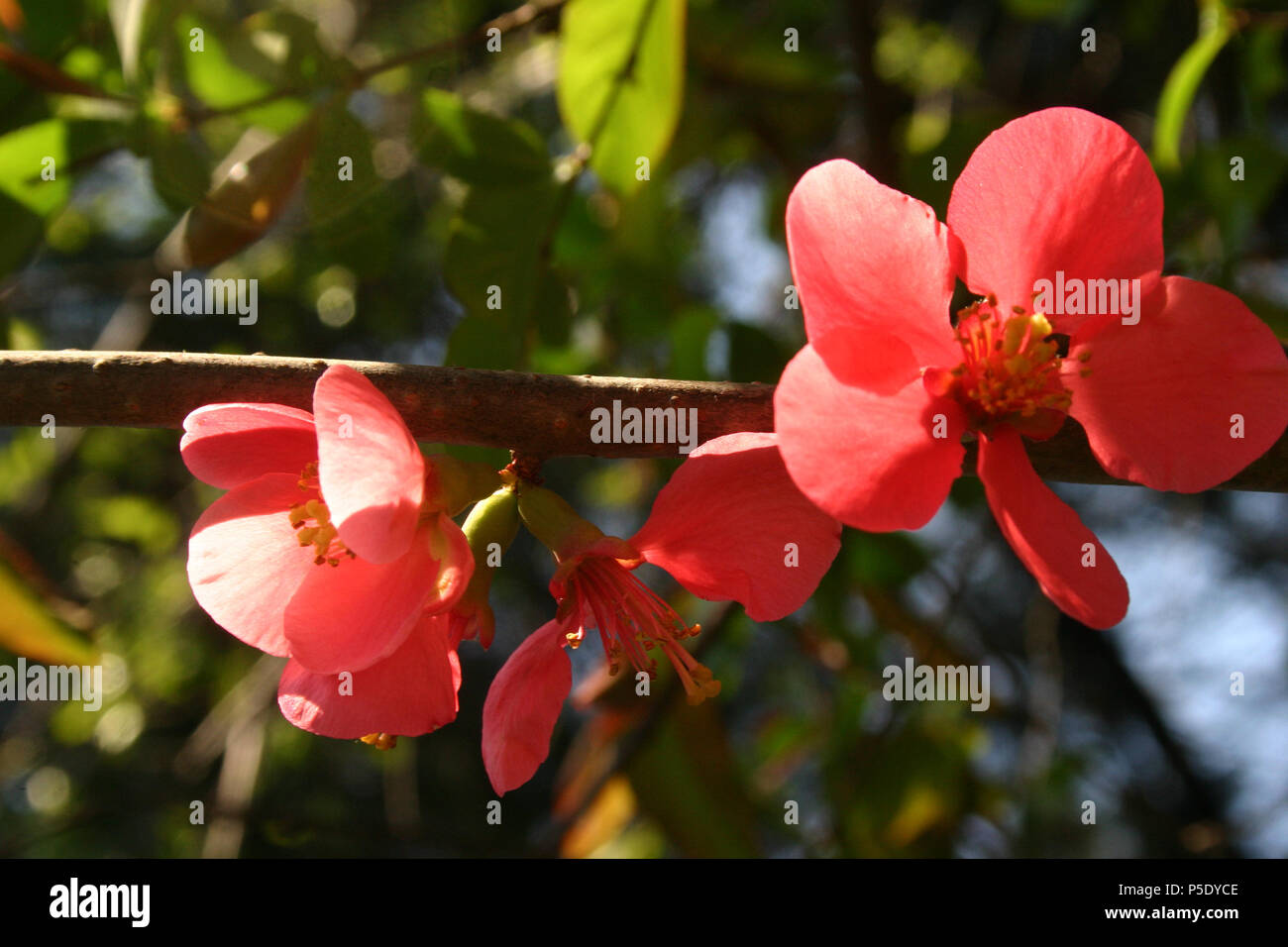 Close up of Flowering quince Stock Photo - Alamy