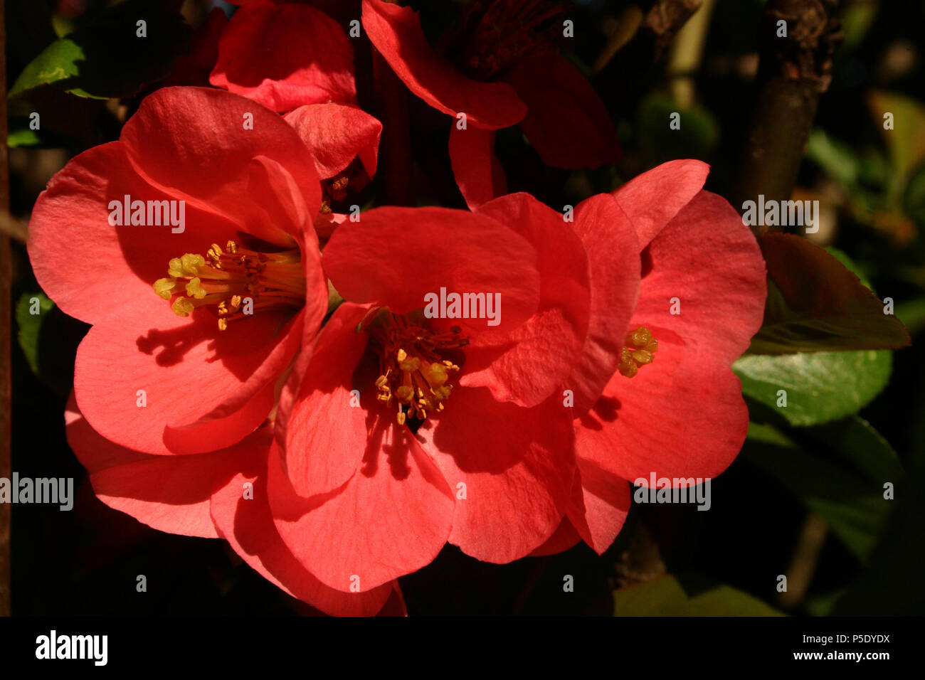 Cultivated quince hi-res stock photography and images - Alamy