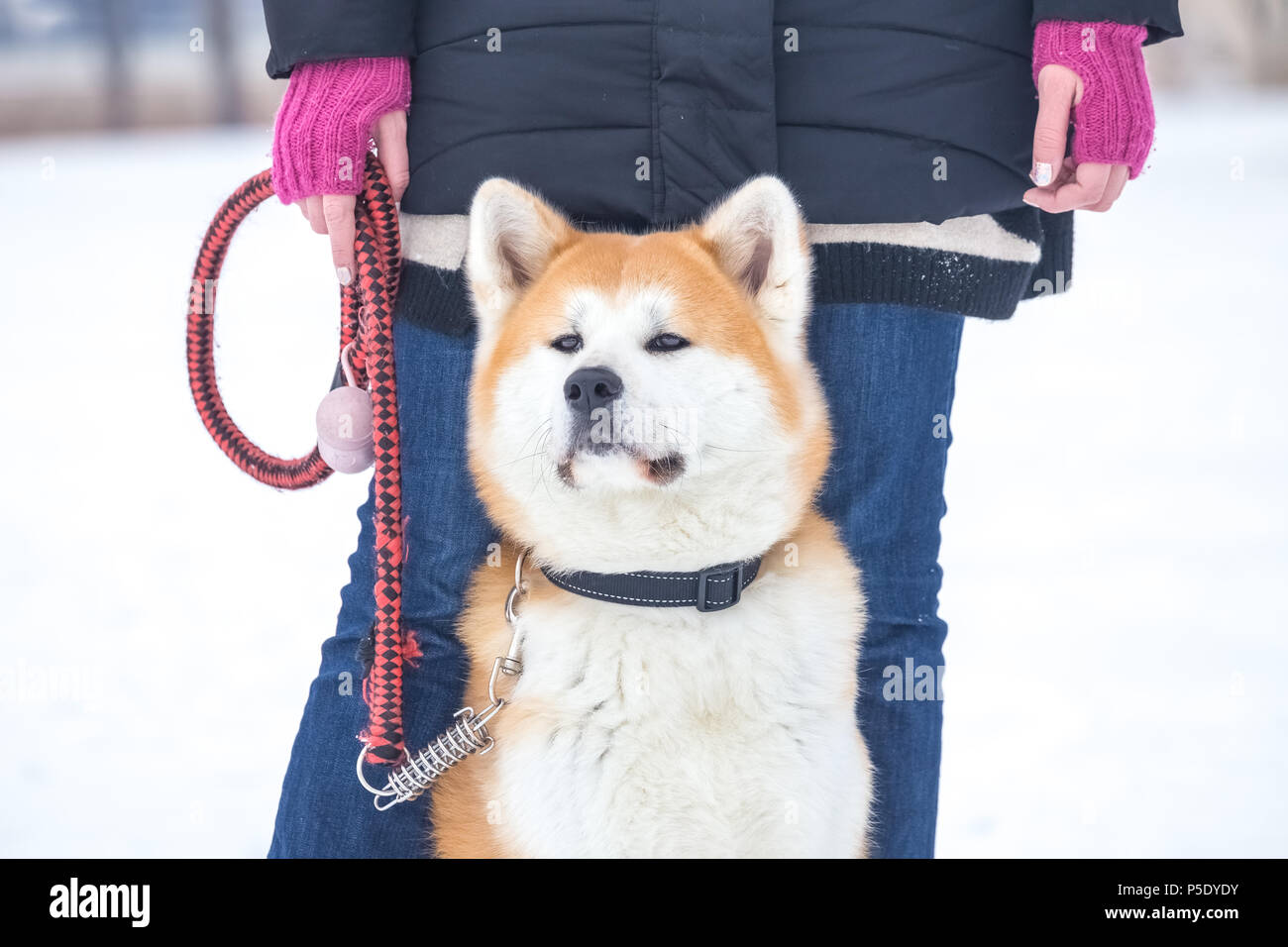Akita dog with its owner in snow Stock Photo - Alamy