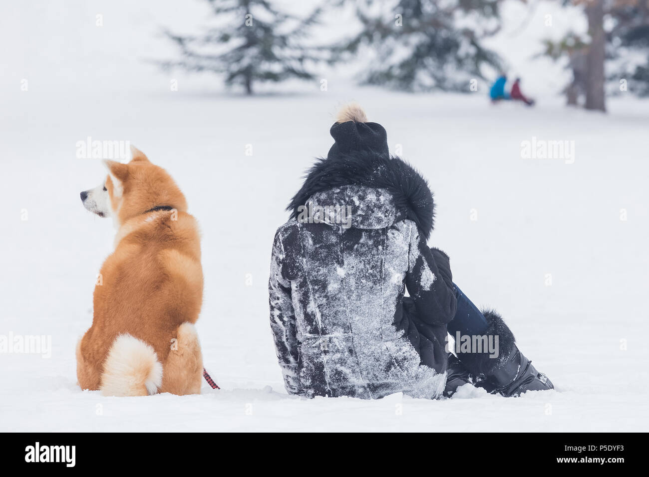 Akita dog sitting on snow with its female owner in nature Stock Photo ...
