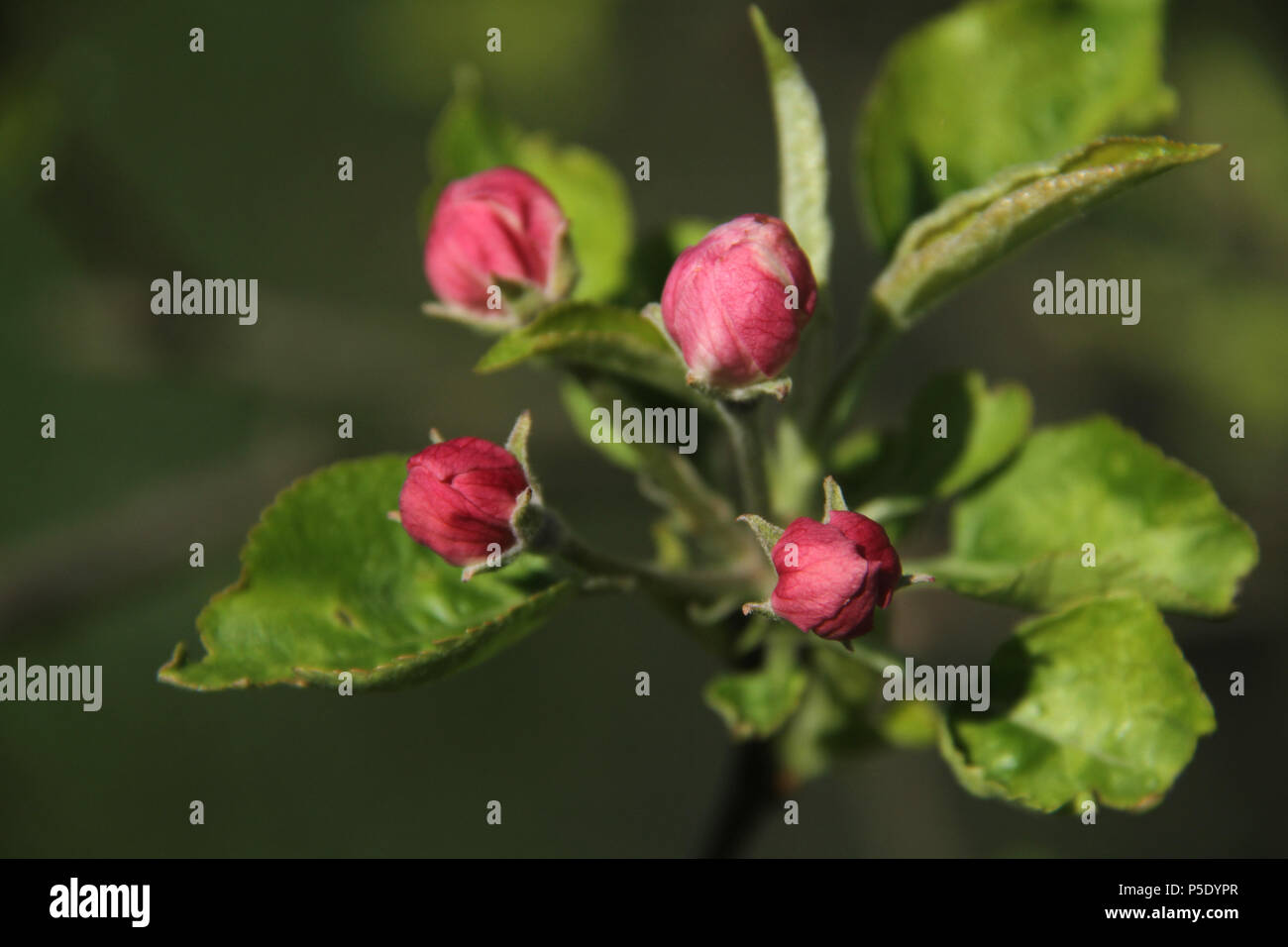 Apple tree's buds Stock Photo - Alamy
