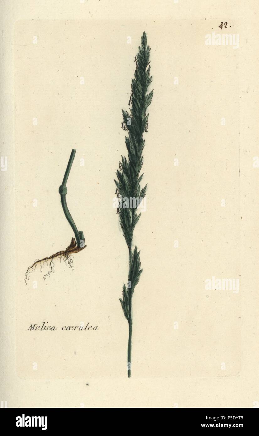 Melic grass hi-res stock photography and images - Alamy