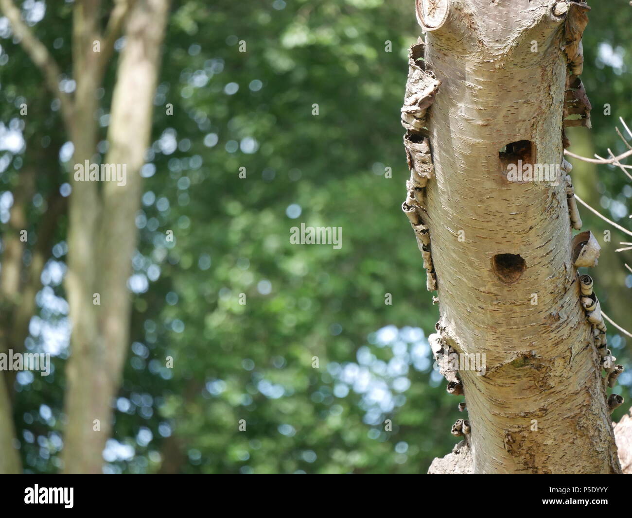 Gnarled tree trunk with two holes Stock Photo - Alamy