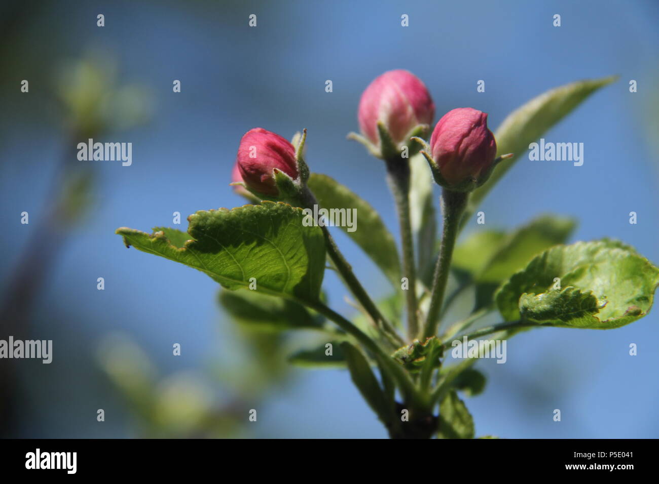 Apple tree's buds Stock Photo - Alamy