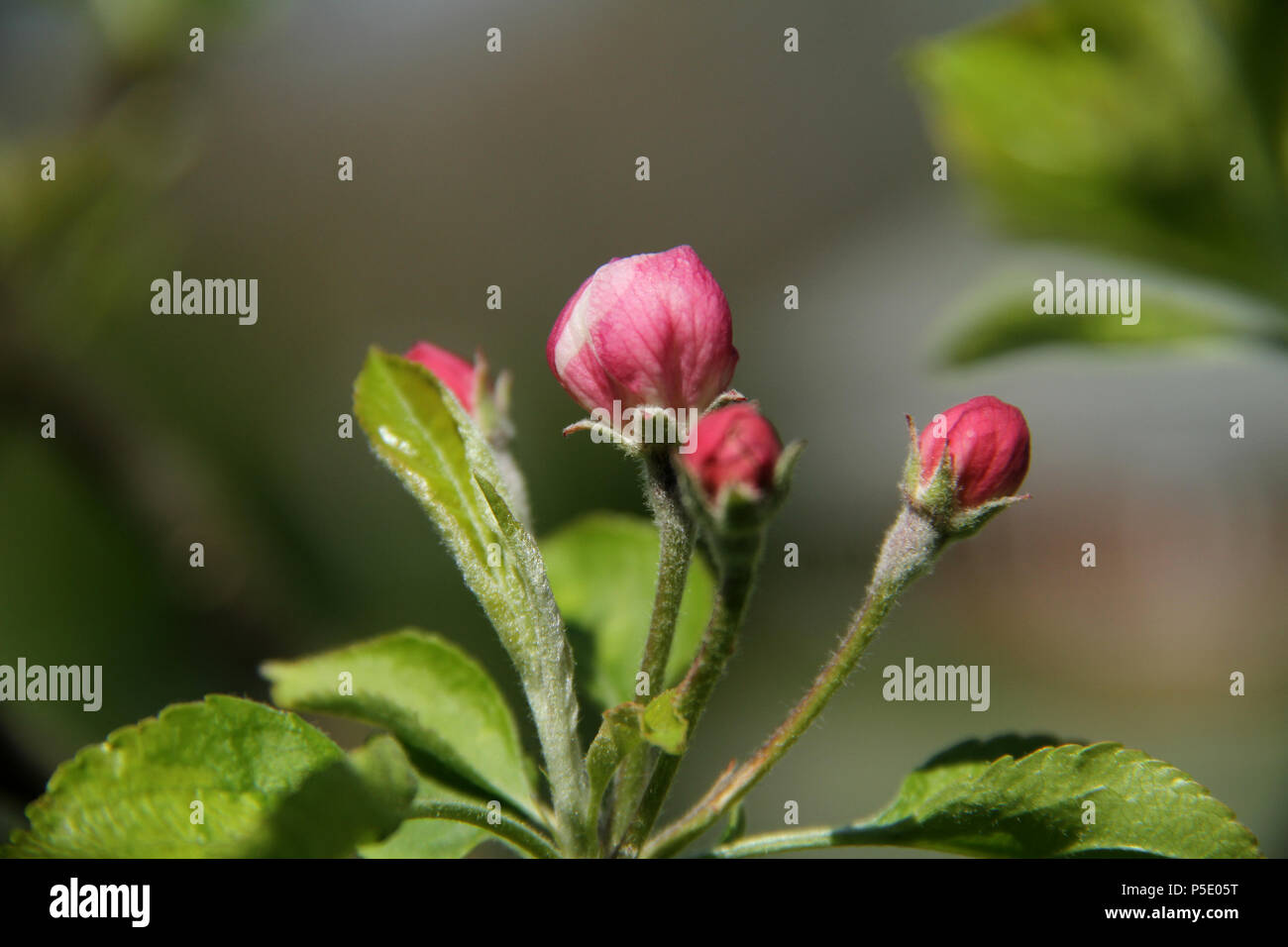 Apple tree's buds Stock Photo - Alamy