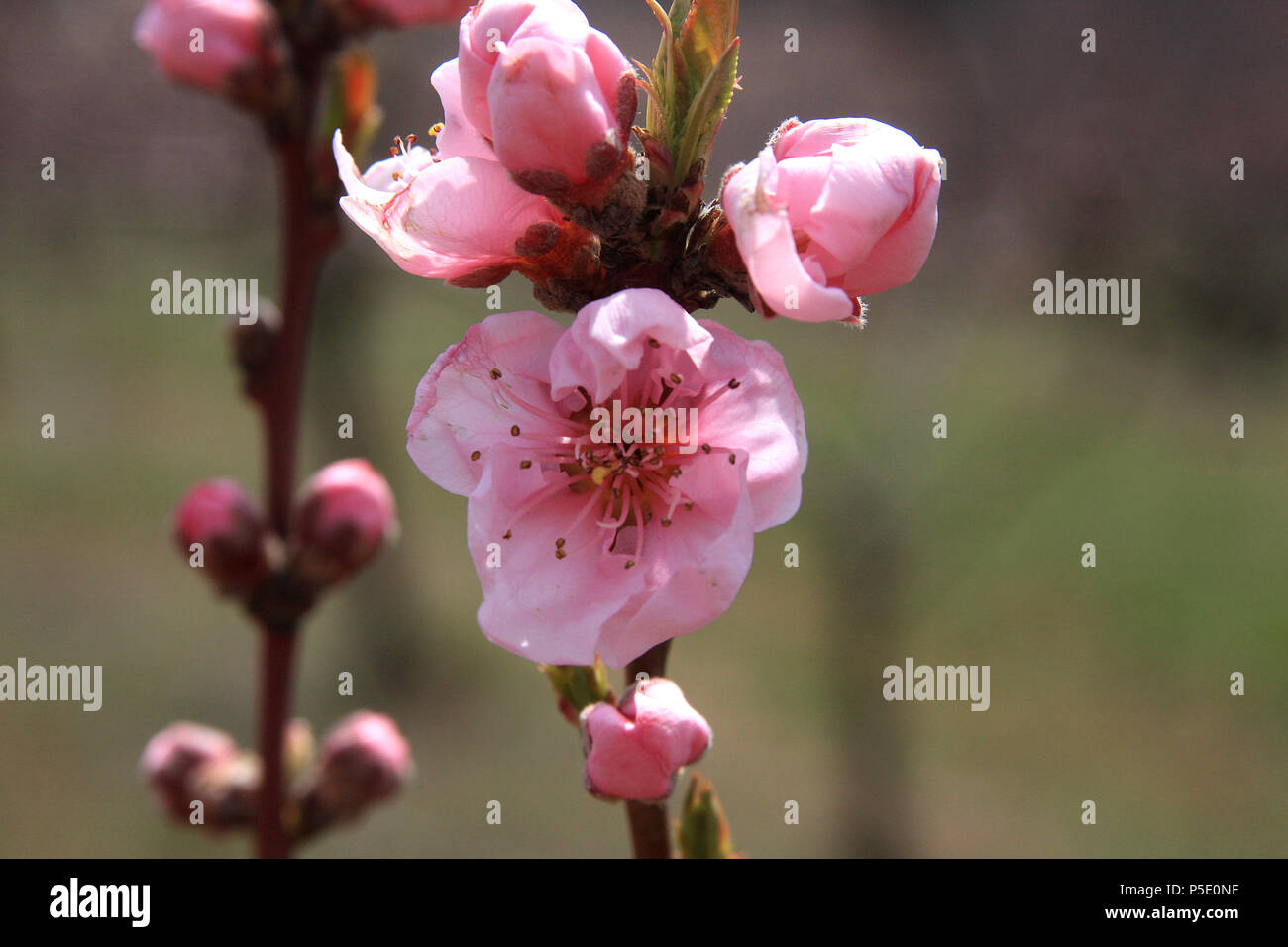 Peach tree blossom hi-res stock photography and images - Alamy