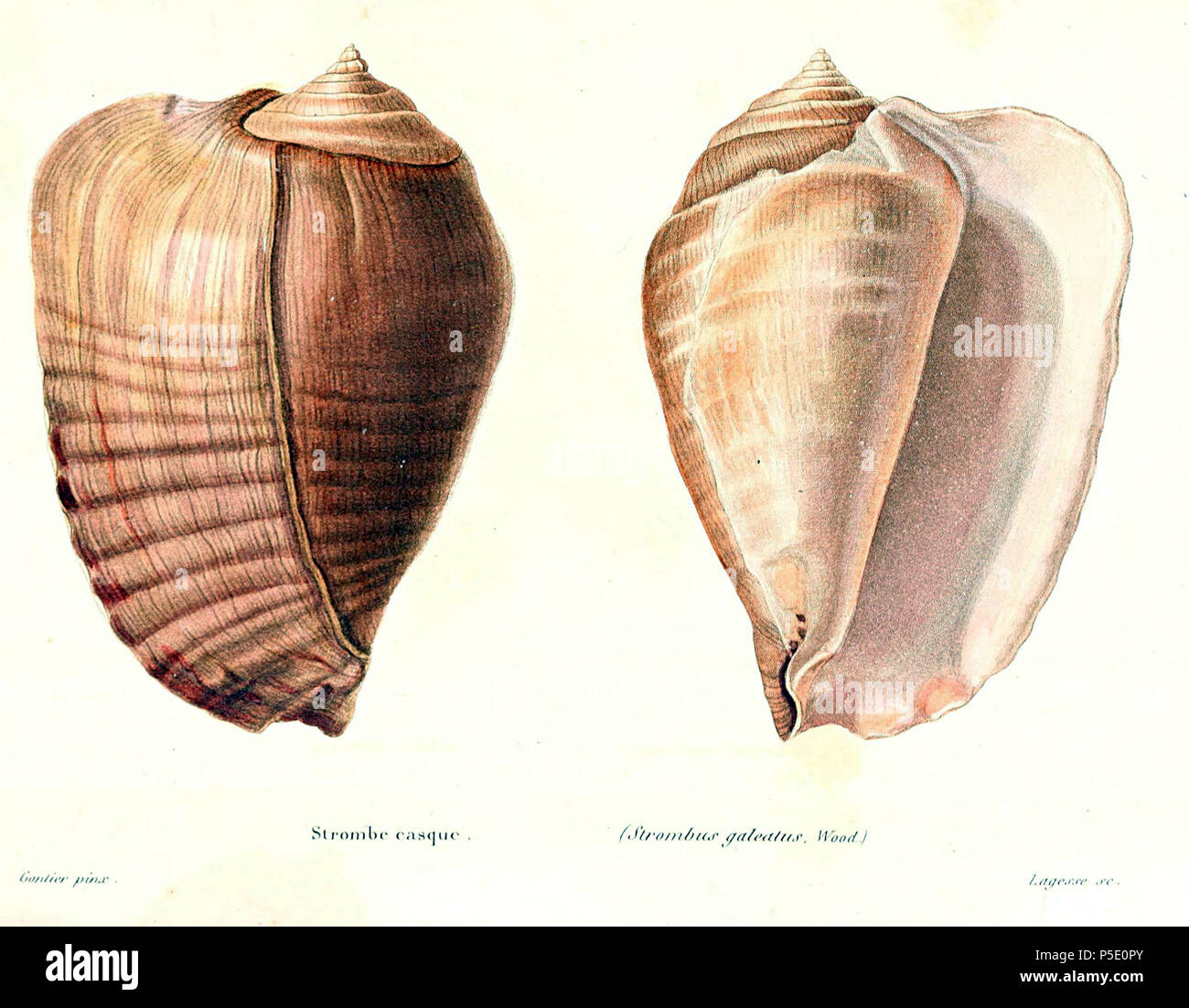 N/A. English: A colored drawing of a shell of Strombus galeatus . 1843 ...