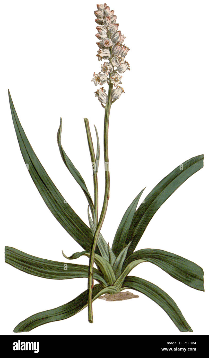 Aletris farinosa hi-res stock photography and images - Alamy