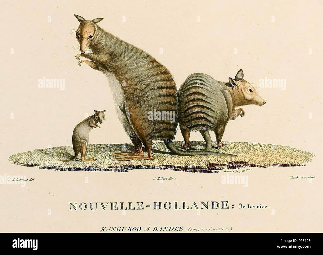 N/A. Illustration of Banded hare-wallabies of Bernier Island. 1807 ...