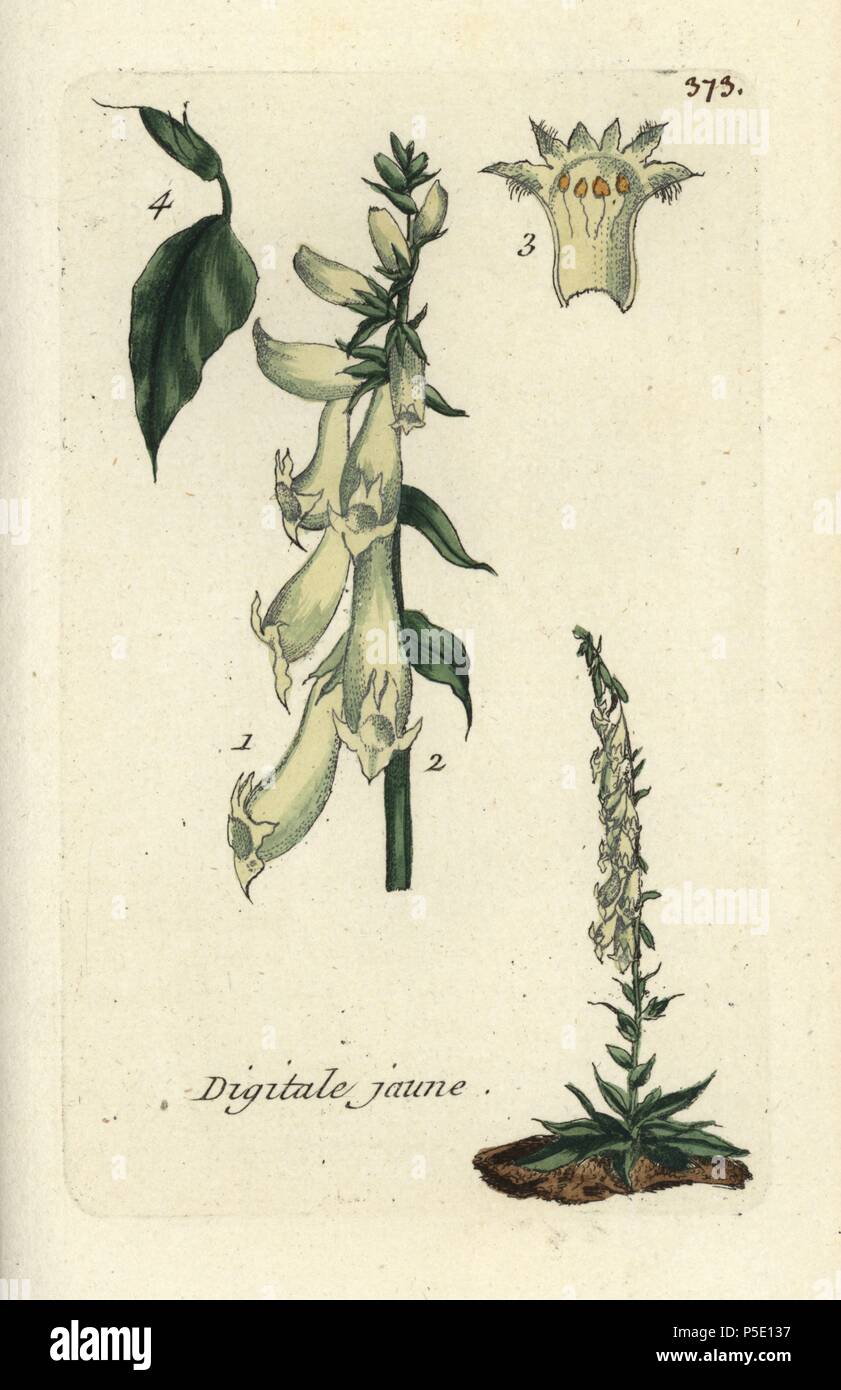 Yellow foxglove, Digitalis lutea. Handcoloured botanical drawn and ...