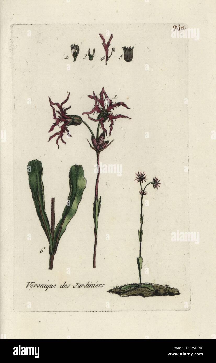 Ragged robin, Lychnis flos-cuculi. Handcoloured botanical drawn and ...