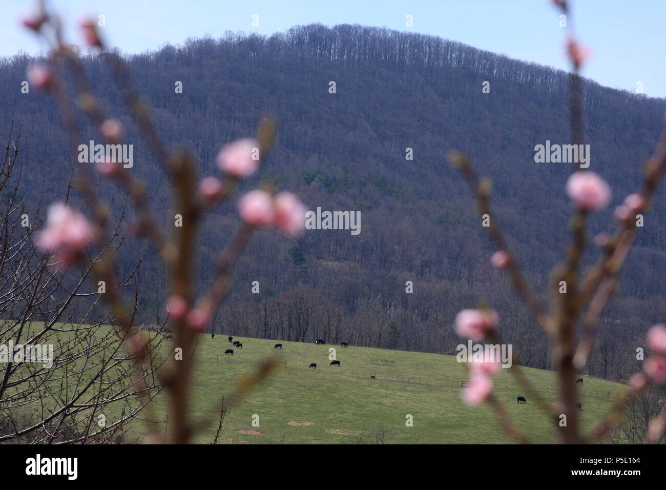 Spring landscape in rural Virginia, USA, with mountain, cows and peach ...