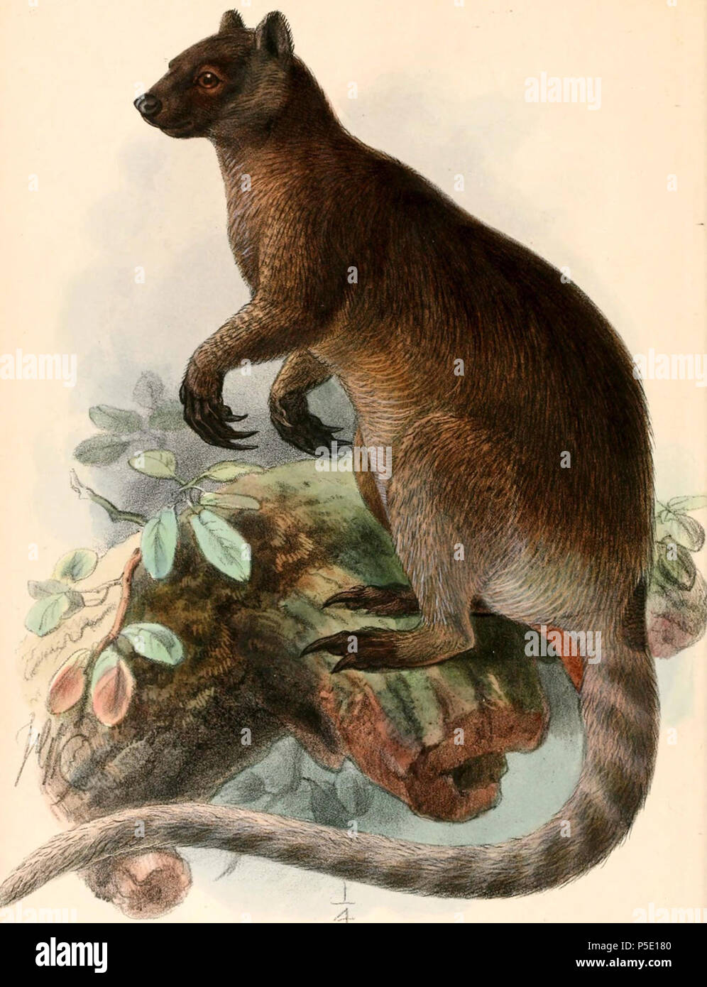 Grizzled tree kangaroo hi-res stock photography and images - Alamy