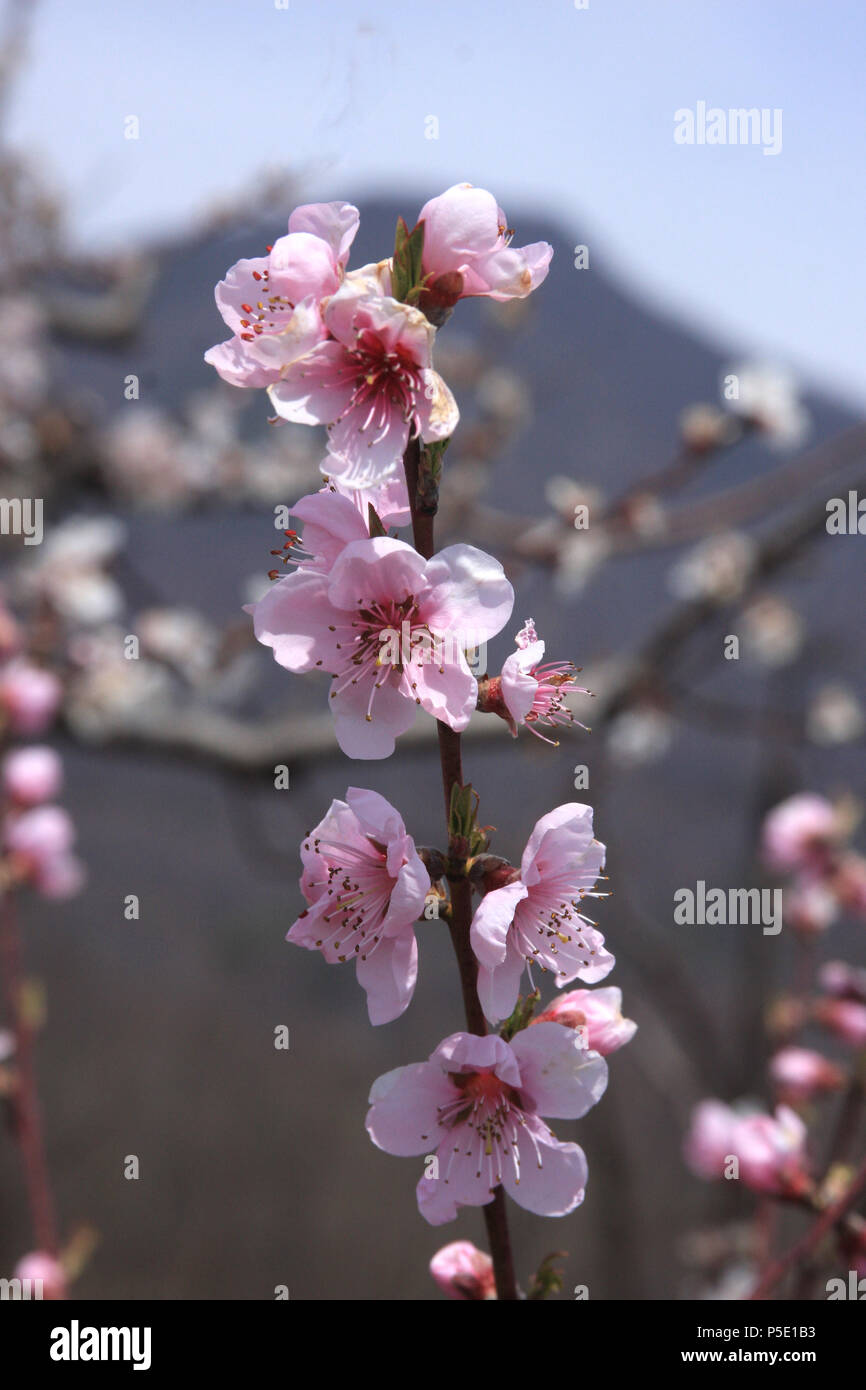 Peach tree blossom hi-res stock photography and images - Alamy