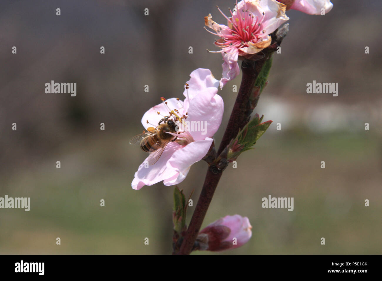 Nectarine blossom pollination hi-res stock photography and images - Alamy
