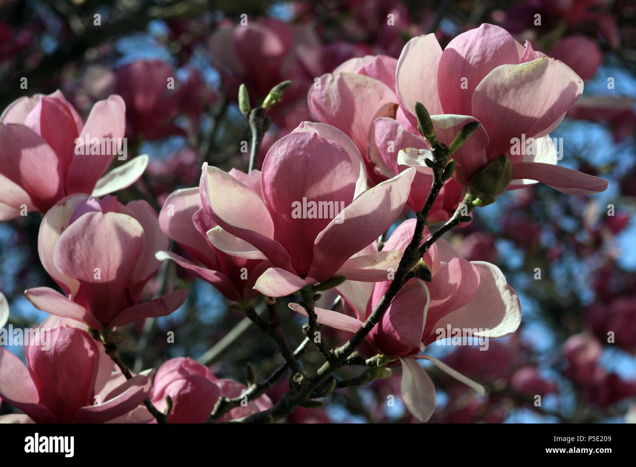 Chinese magnolia tree hi-res stock photography and images - Alamy