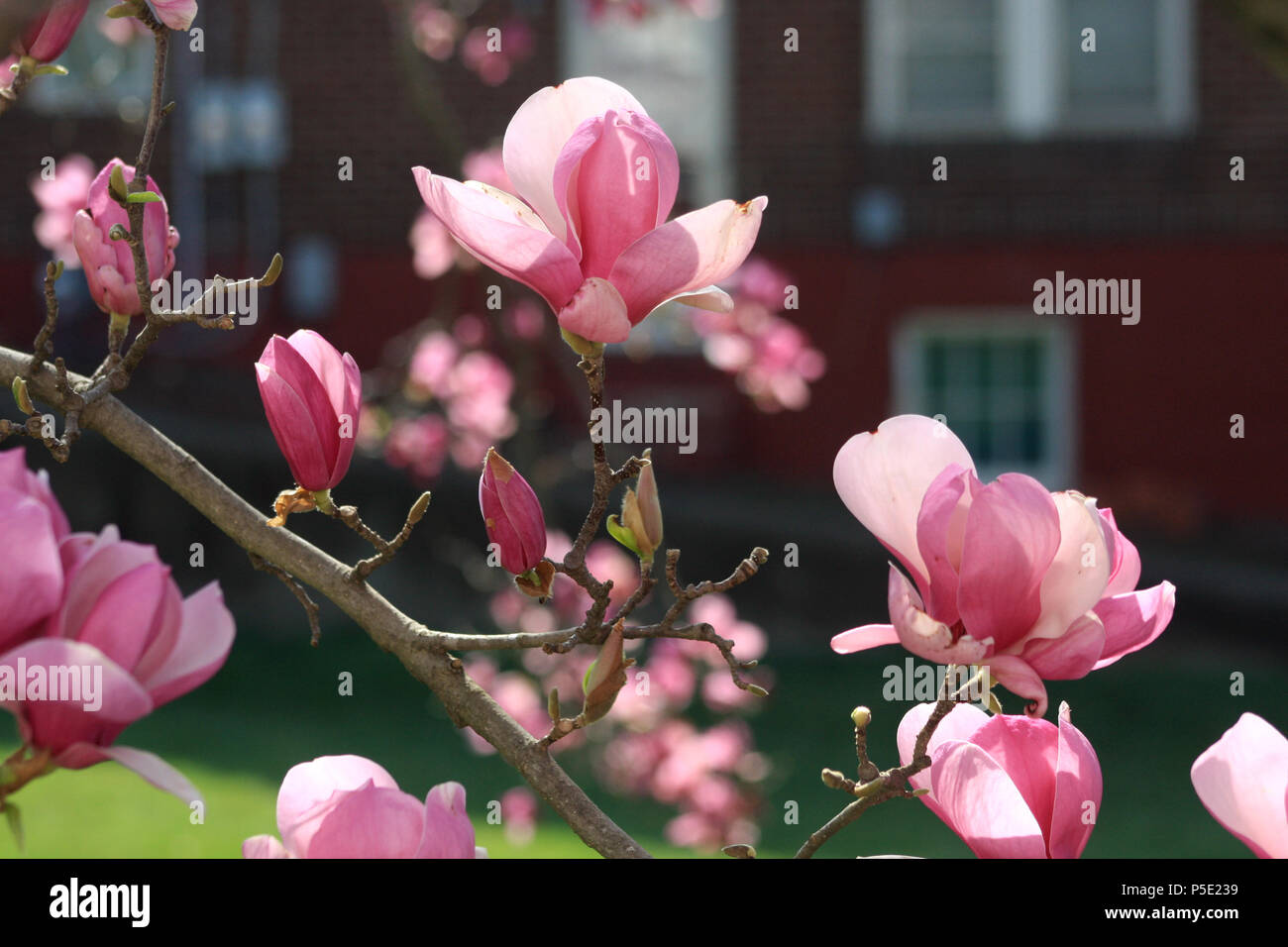 Chinese magnolia tree hi-res stock photography and images - Alamy
