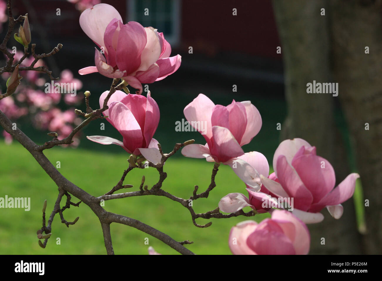 Close-up of Chinese magnolia blossom Stock Photo - Alamy