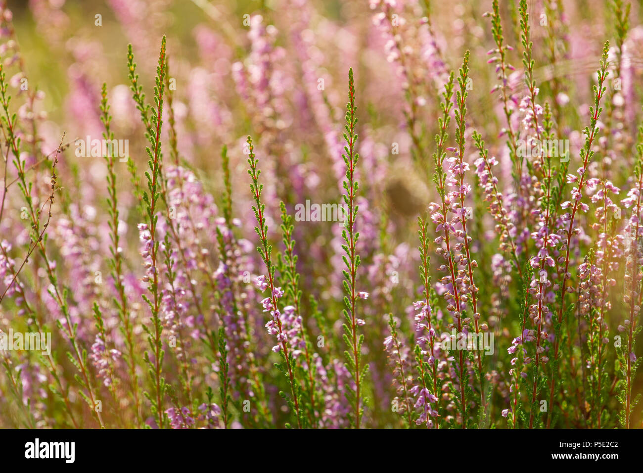 Flower background. Calluna vulgaris also known as common heather, ling ...