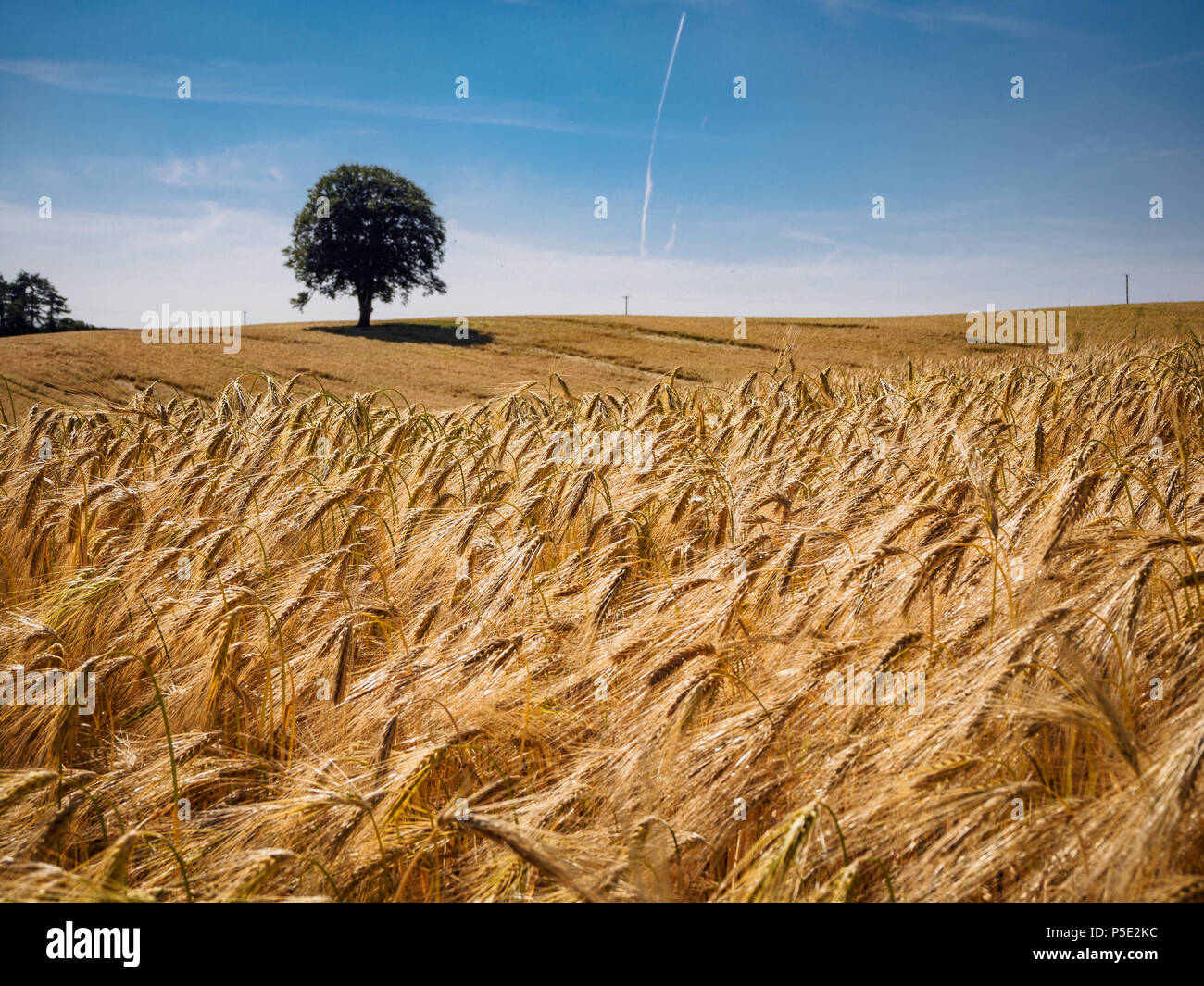 Field of Golden wheat under the blue sky and clouds in the Welsh ...
