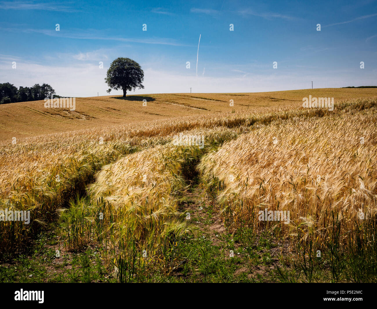 Field of Golden wheat under the blue sky and clouds in the Welsh ...