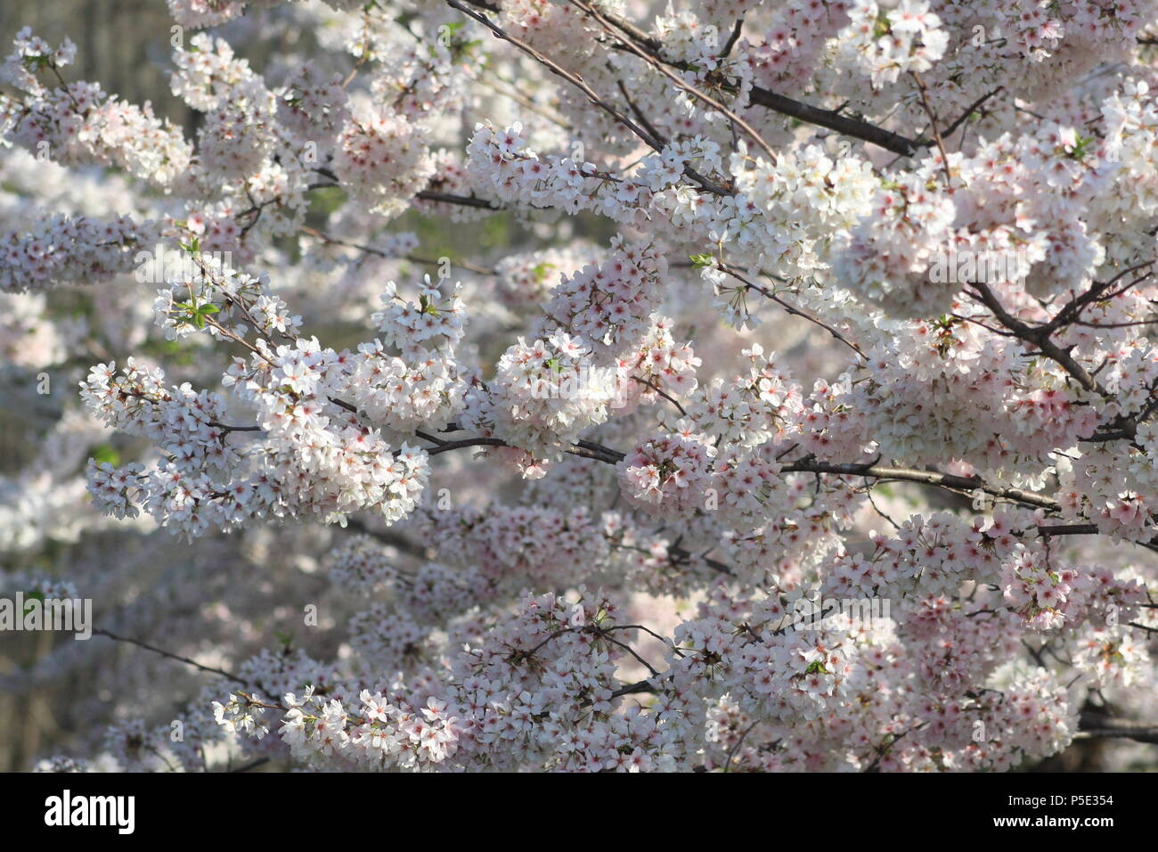 Double white cherry blossom hi-res stock photography and images - Alamy