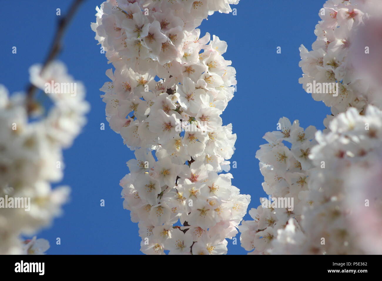 Cherry tree beautiful blossom in spring Stock Photo - Alamy