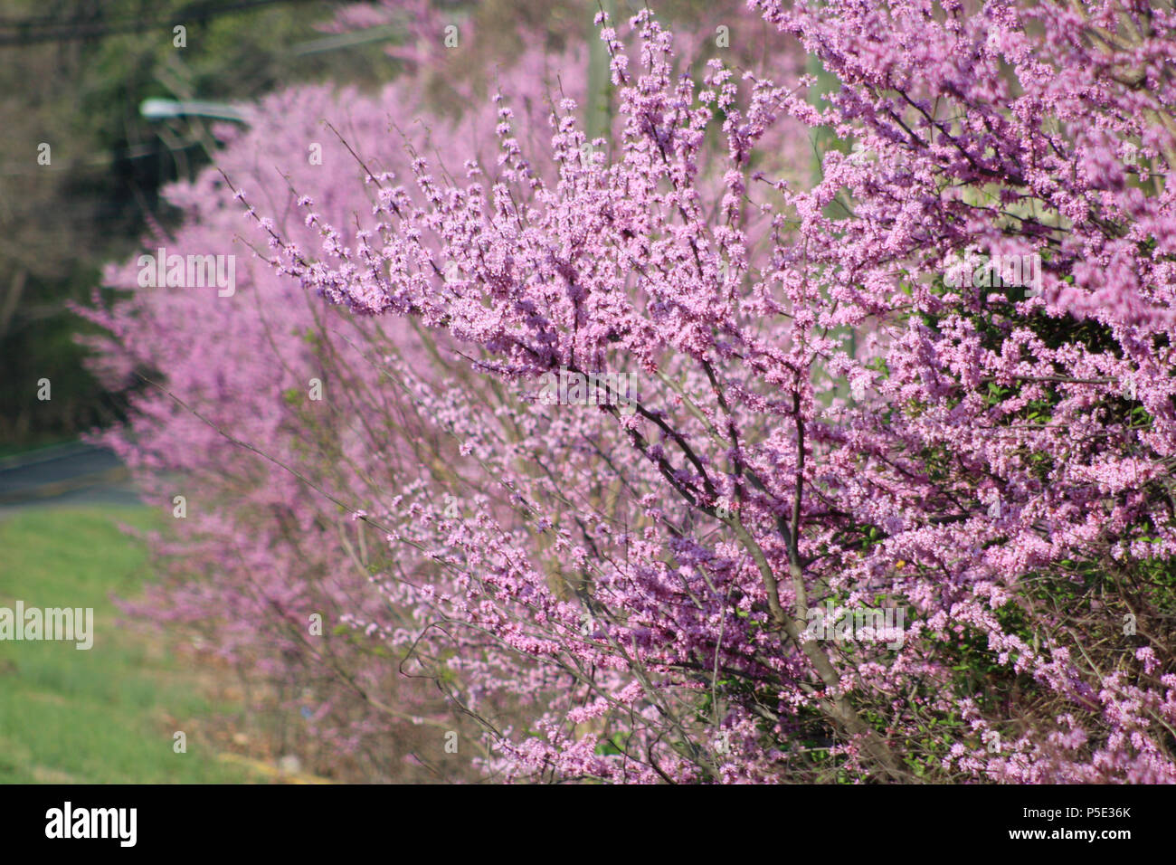 Redbud trees in bloom Stock Photo - Alamy