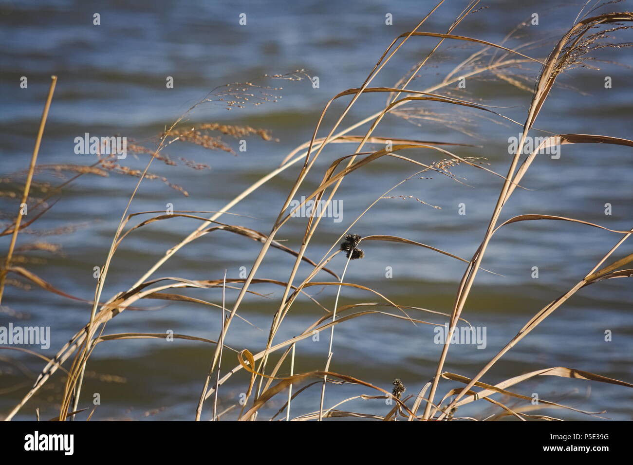 Windblown grass hi-res stock photography and images - Alamy