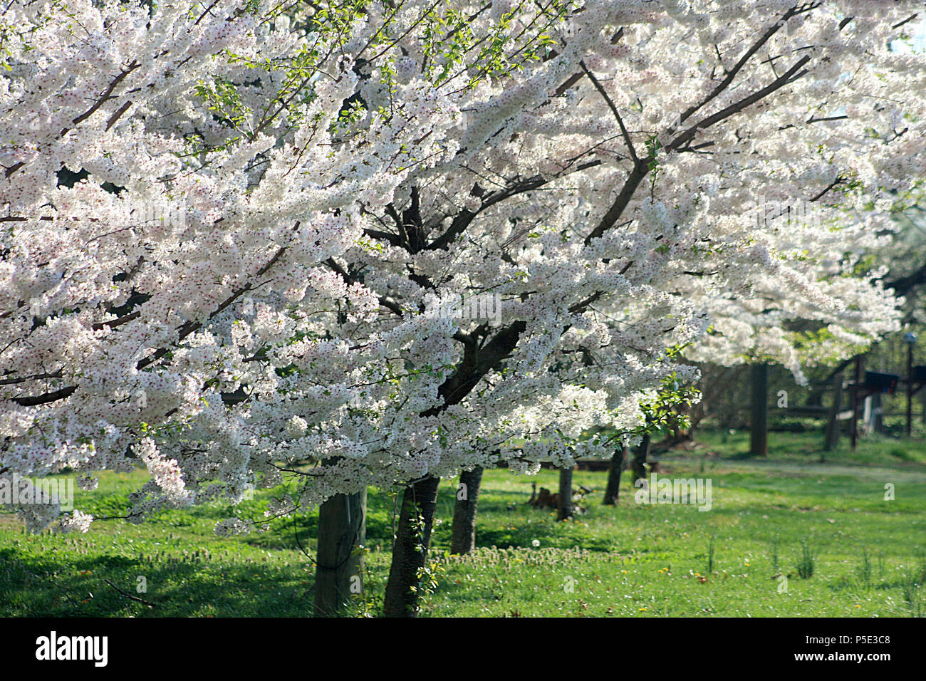 Spectacular cherry blossom hi-res stock photography and images - Alamy