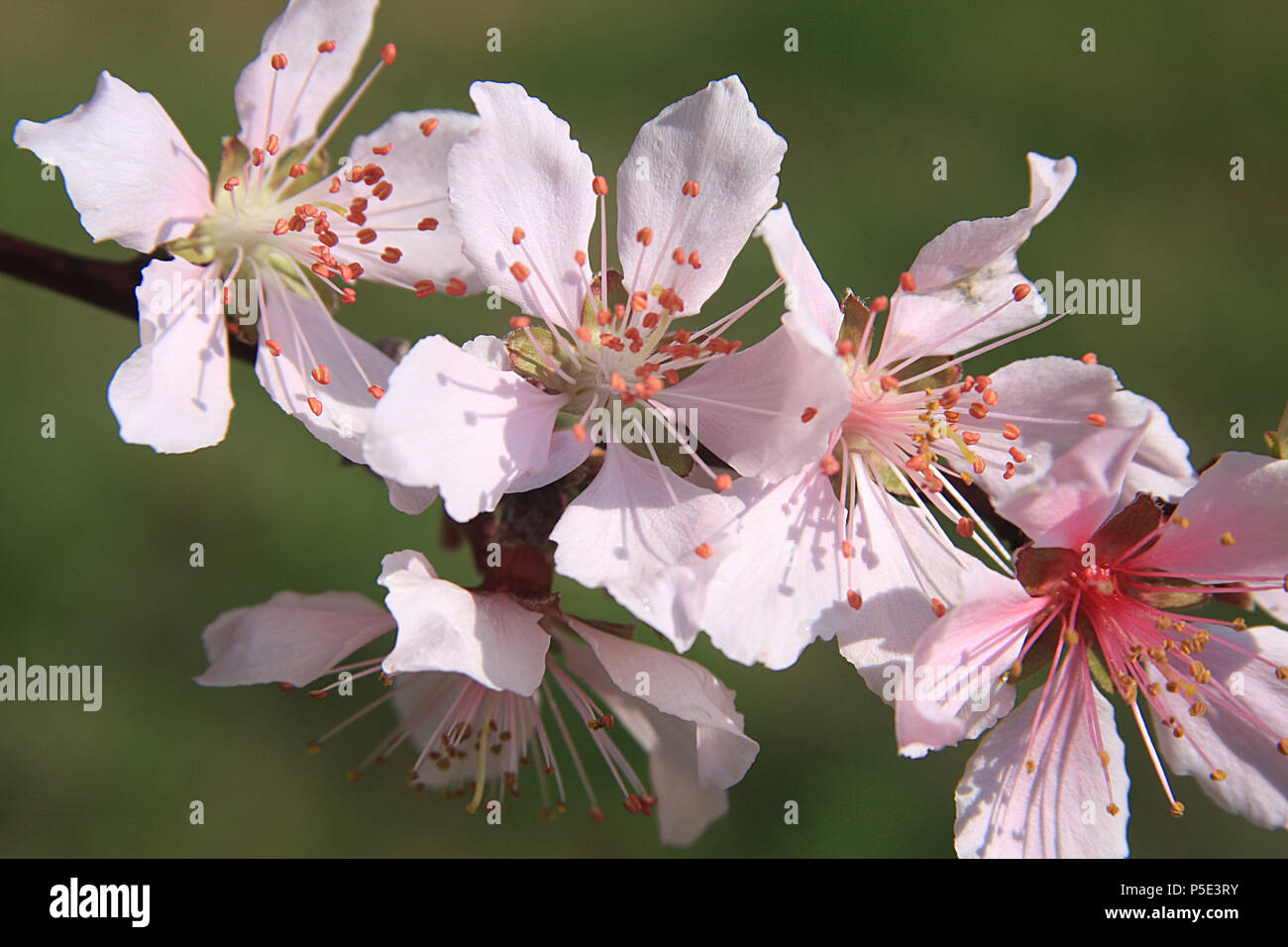 Peach Tree Blossom High Resolution Stock Photography and Images - Alamy