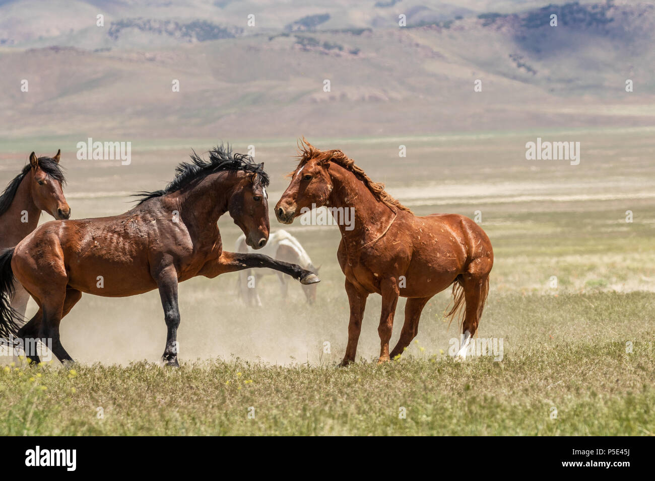 Wild horse Stallions Fighting Stock Photo - Alamy