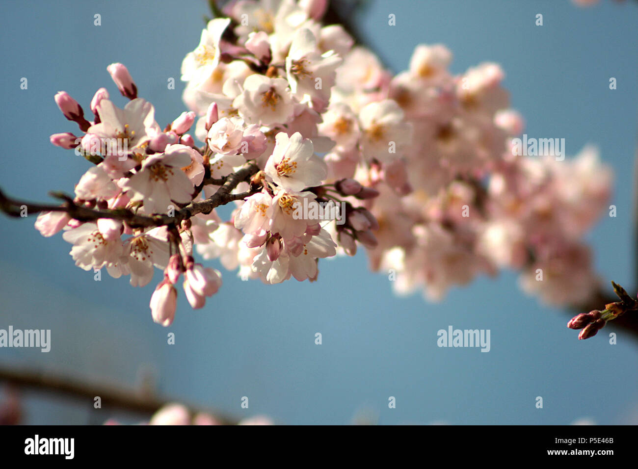 Flowering cherry species hi-res stock photography and images - Alamy