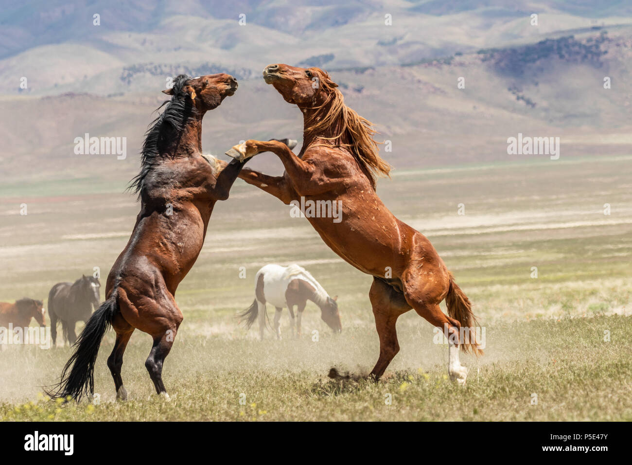 Stallions fighting hi-res stock photography and images - Alamy