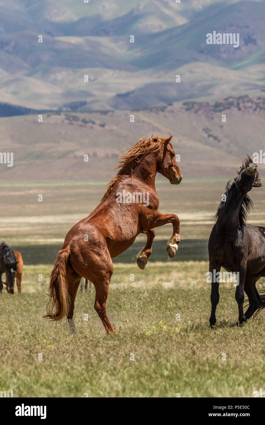 Stallions Stock Photos & Stallions Stock Images - Alamy